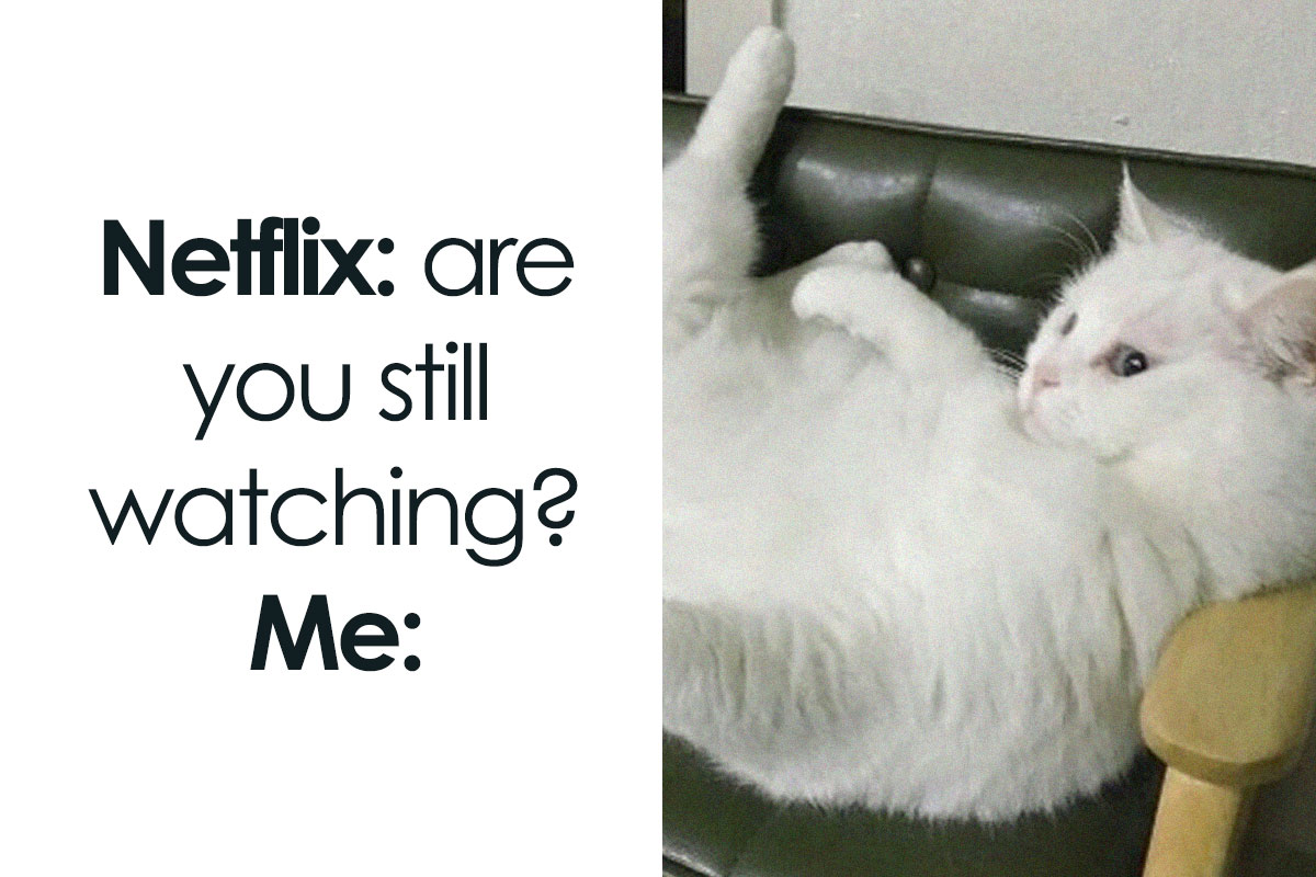 35 Times Animal Pics Were Just Perfect For Memes | Bored Panda