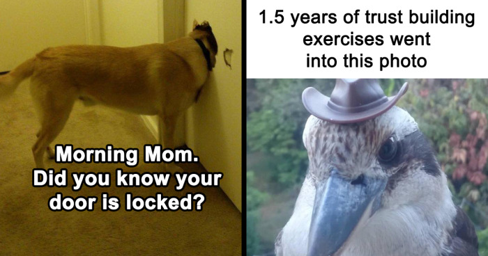 35 Times Animal Pics Were Just Perfect For Memes | Bored Panda