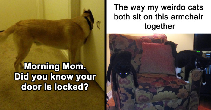 35 Times Animal Pics Were Just Perfect For Memes | Bored Panda