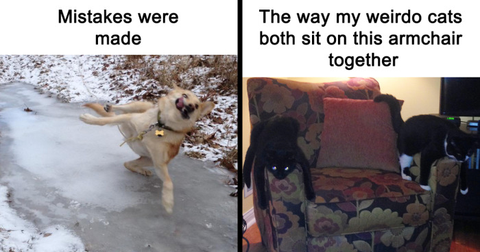 35 Times Animal Pics Were Just Perfect For Memes | Bored Panda