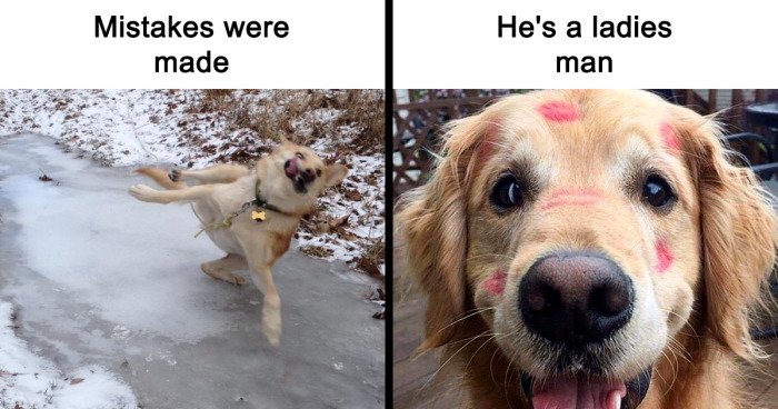 35 Times Animal Pics Were Just Perfect For Memes | Bored Panda