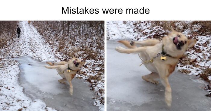35 Times Animal Pics Were Just Perfect For Memes | Bored Panda