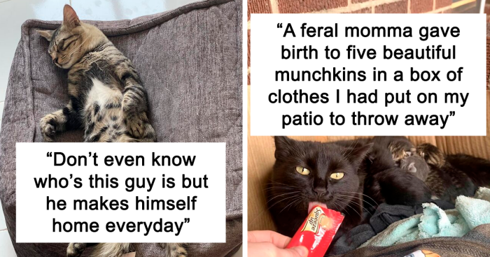 50 Hilariously Wholesome “My House, Not My Cat” Moments (New Pics ...