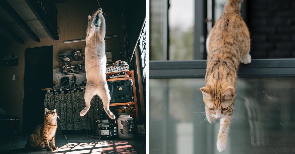 How High Can Cats Jump? Incredible Jumping Ability | Bored Panda