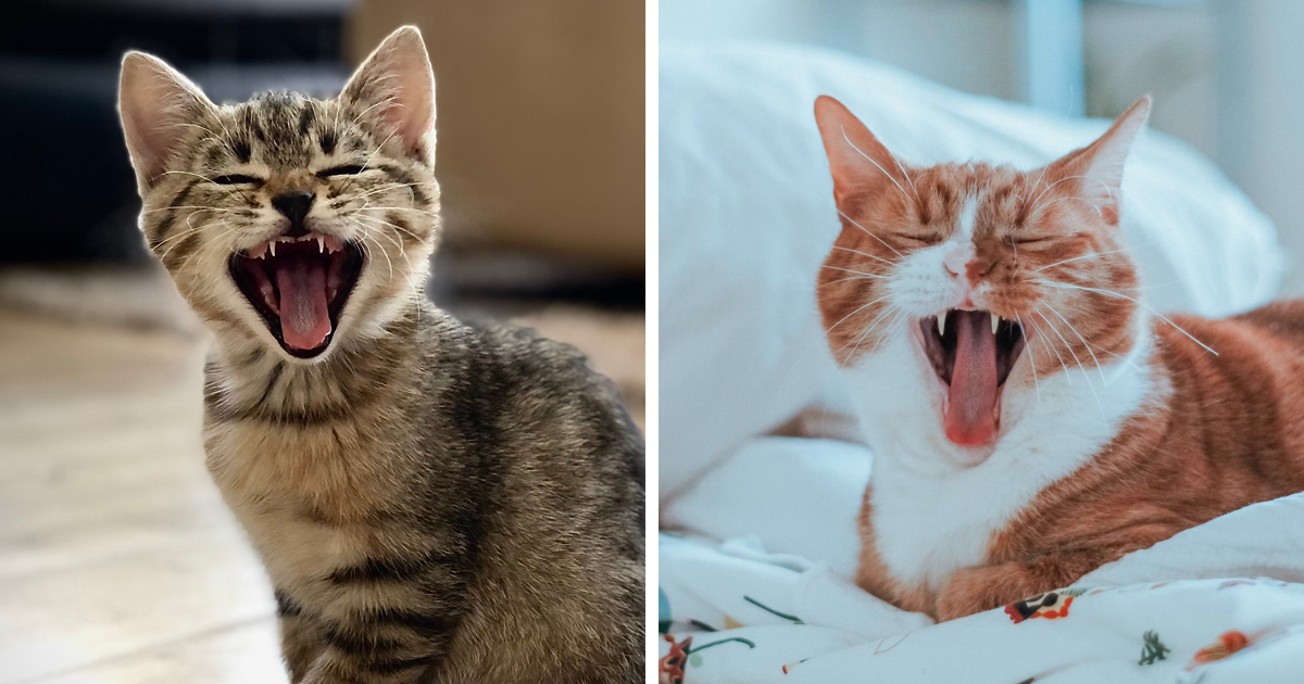 How Many Teeth Do Cats Have? The Mystery of Feline Teeth | Bored Panda