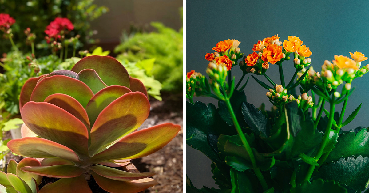 How to Grow and Care for the Beautiful Kalanchoe | Bored Panda