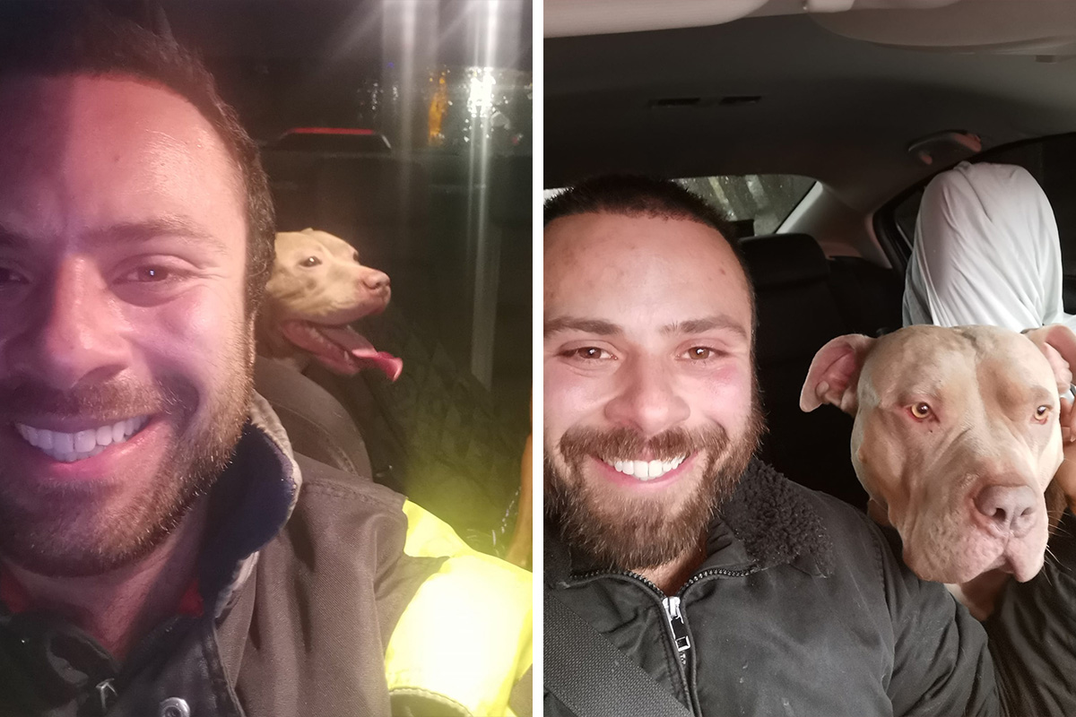 Man Drives Over 200 Miles To Rehome XL Bully Dogs Amidst A New Ban ...