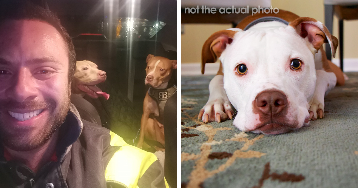 Man Drives Over 200 Miles To Rehome XL Bully Dogs Amidst A New Ban ...