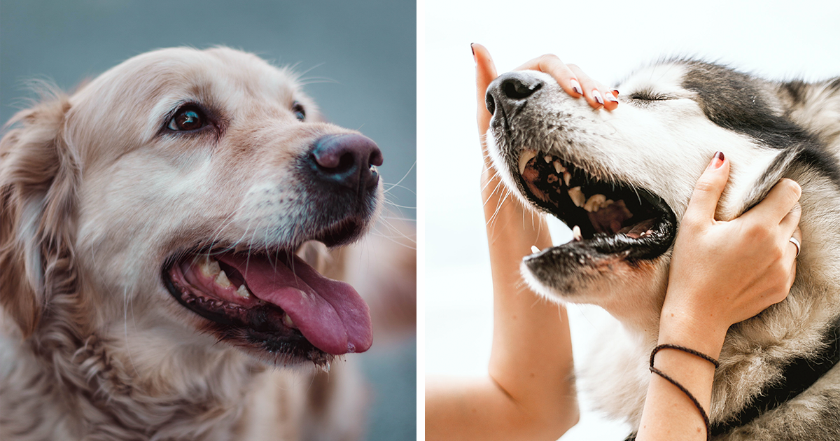 Understanding the Causes of Pale Gums in Dogs: A Veterinary Perspective ...