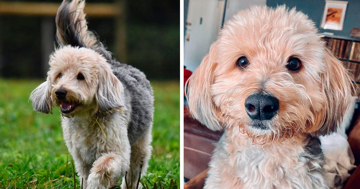 Poogle Dog Breed: Temperament, Health, and Grooming Facts | Bored Panda