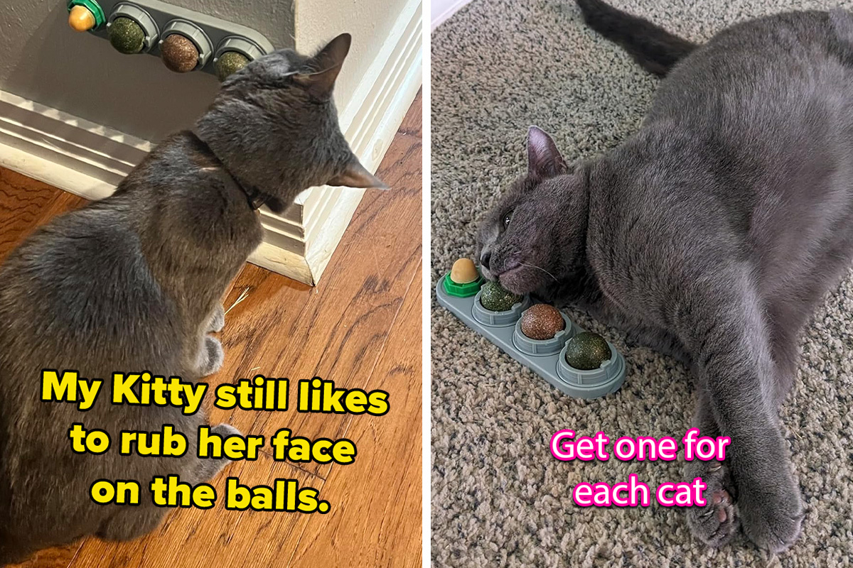 26 Inventions Your Cat Will Probably Love More than They Love You ...