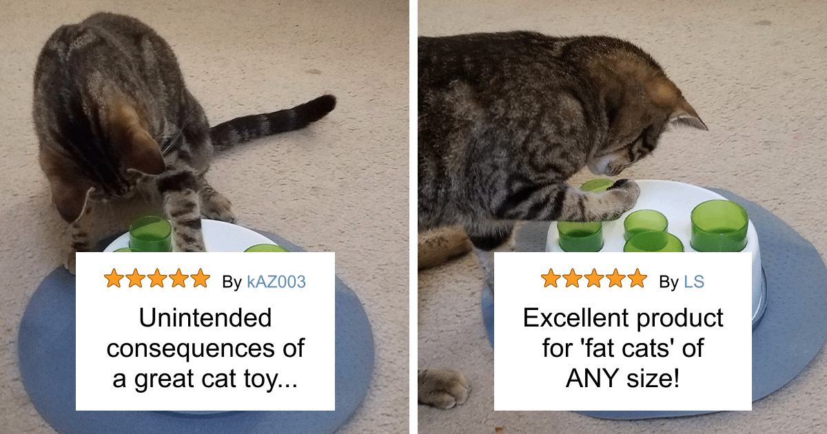 26 Inventions Your Cat Will Probably Love More than They Love You ...