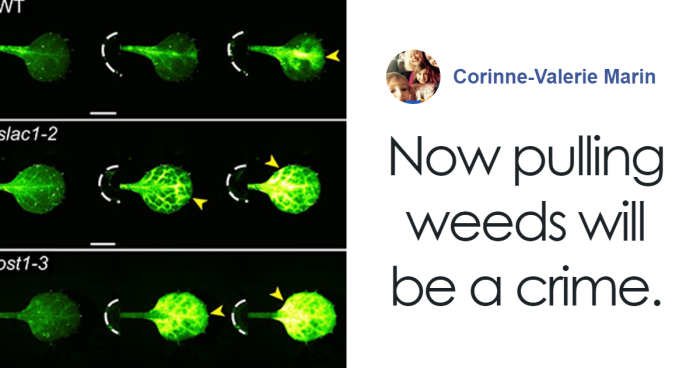 “Amazing” Video Of Plants Talking Has Social Media Reconsidering How ...