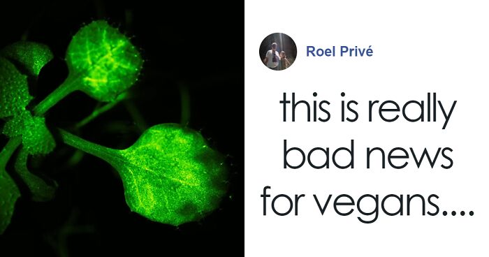 “Amazing” Video Of Plants Talking Has Social Media Reconsidering How ...