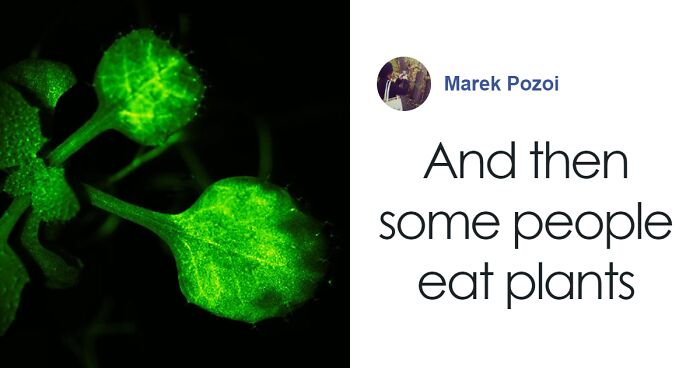 “Amazing” Video Of Plants Talking Has Social Media Reconsidering How ...