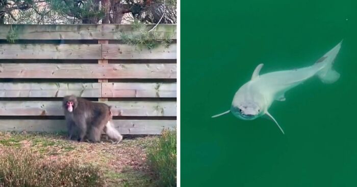 7 Fantastic Animals Who Made Headlines In January