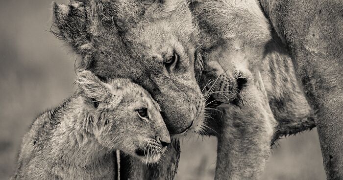 20 Exceptional Nature Photographs Crowned Winners At Tokyo ...