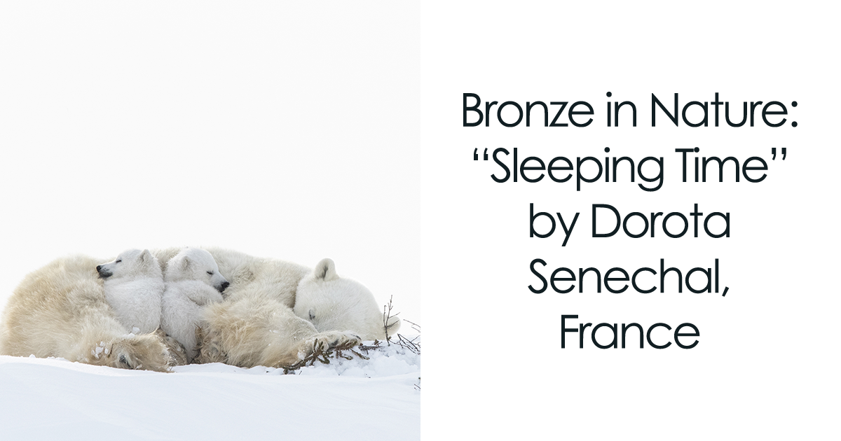 20 Exceptional Nature Photographs Crowned Winners At Tokyo ...