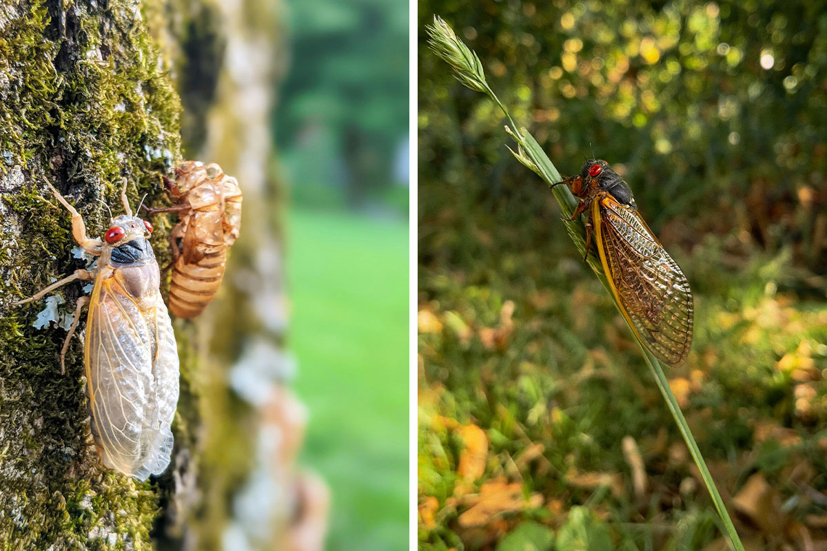 “Earplugs Will Be In Demand”: 2 Broods Of Cicada Will Emerge For The First Time In 221 Years ...