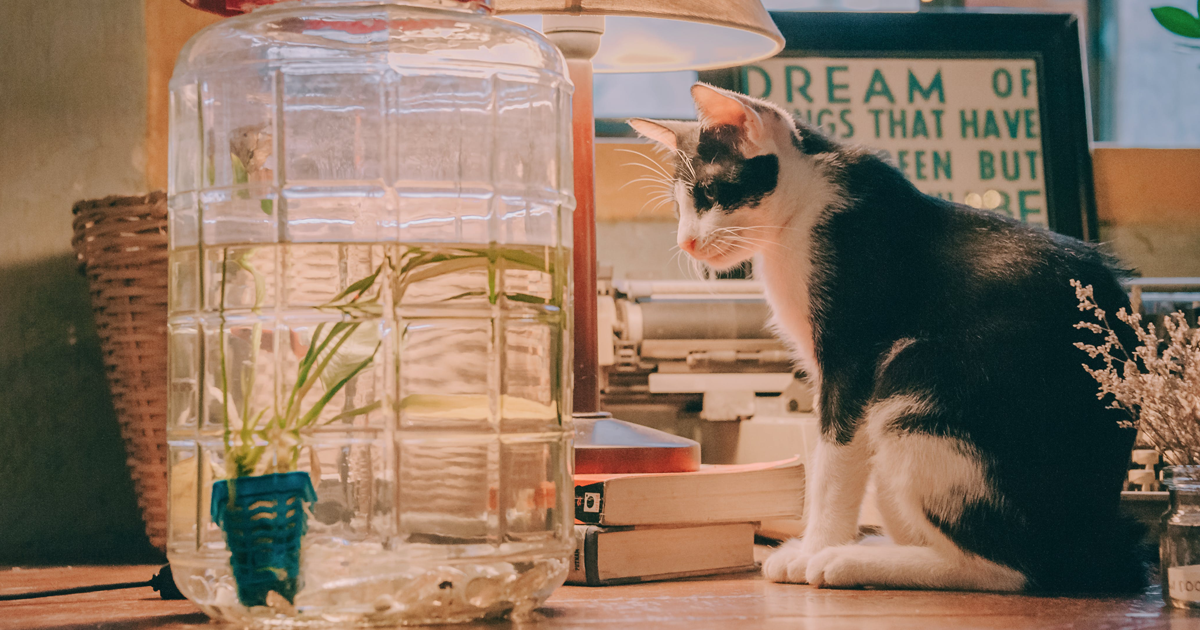 Why Do Cats Knock Things over and How to Stop Them | Bored Panda