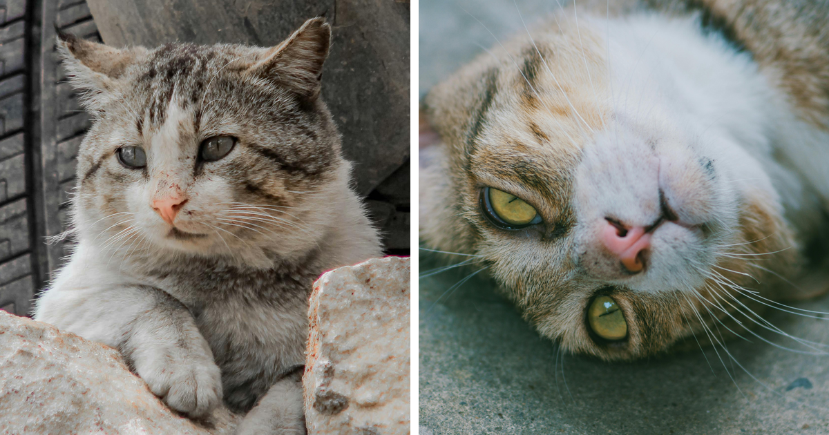 Do Cats Have Wet Noses Like Dogs