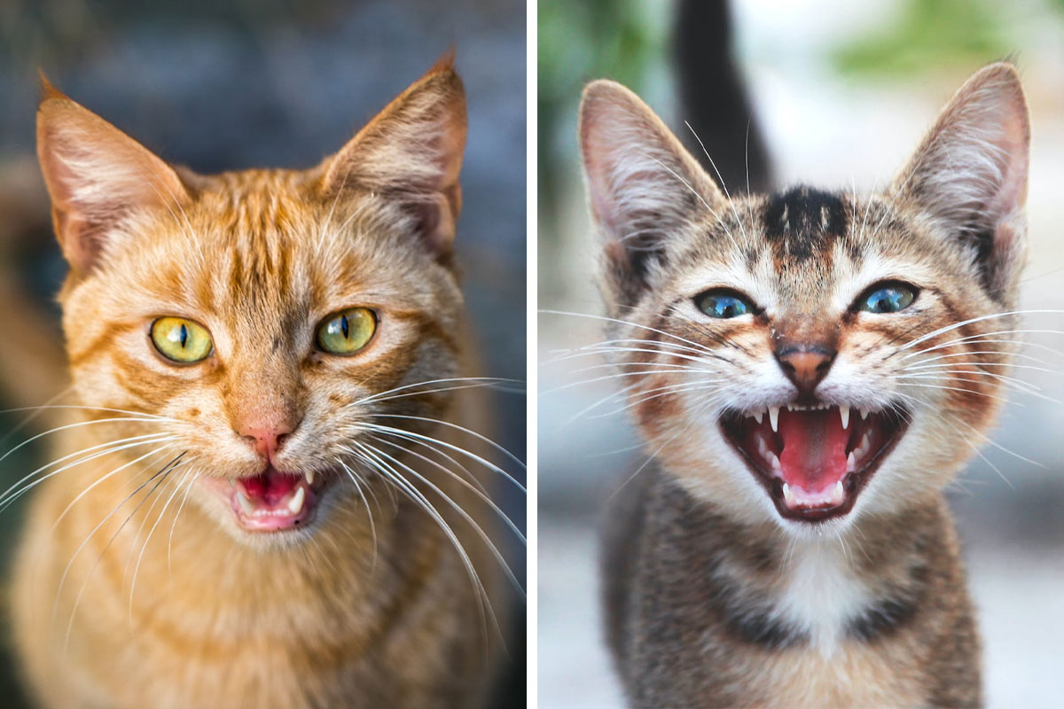 Why Do Female Cats Scream When Mating: Exploring Feline Behavior ...