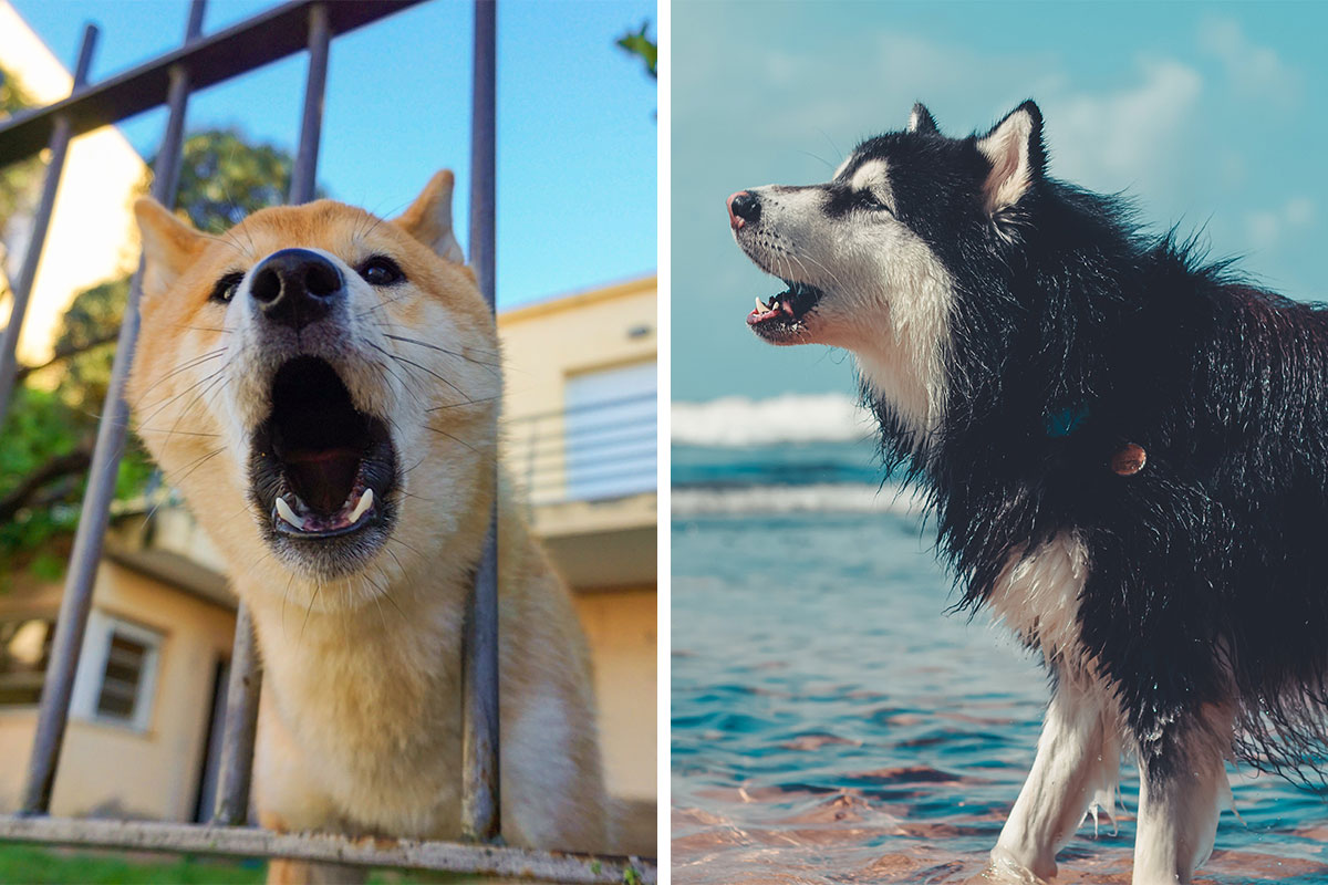 Understanding Why Do Dogs Bark: Reasons and How to Stop It