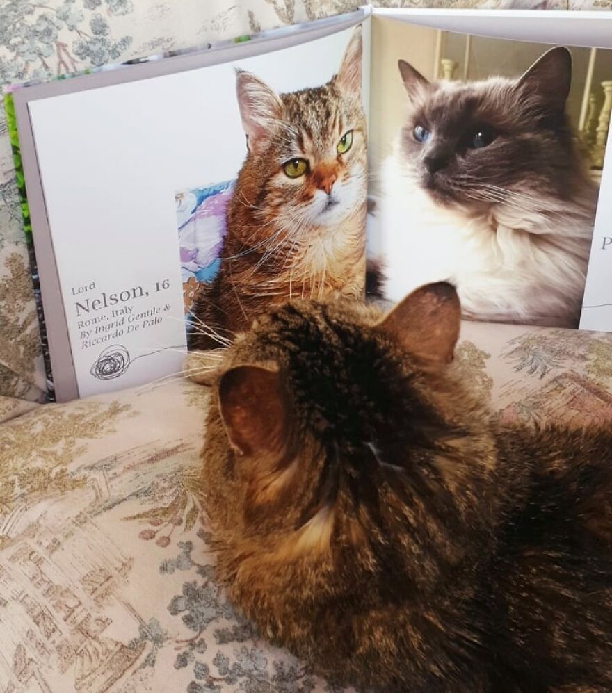 This Year’s Worldwide Cat Photobook Winners, Showcased…