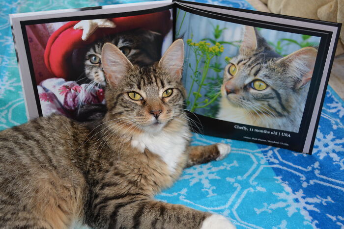 This Year’s Worldwide Cat Photobook Winners, Showcased…
