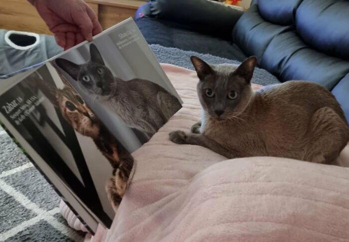 This Year’s Worldwide Cat Photobook Winners, Showcased…