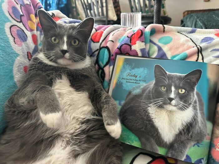 This Year’s Worldwide Cat Photobook Winners, Showcased…