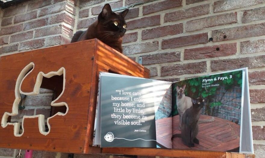 This Year’s Worldwide Cat Photobook Winners, Showcased Alongside Their ...