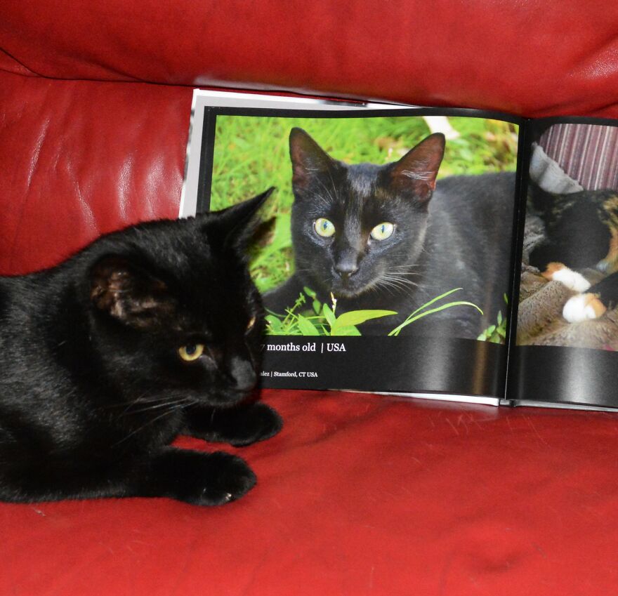 This Year’s Worldwide Cat Photobook Winners, Showcased Alongside Their ...