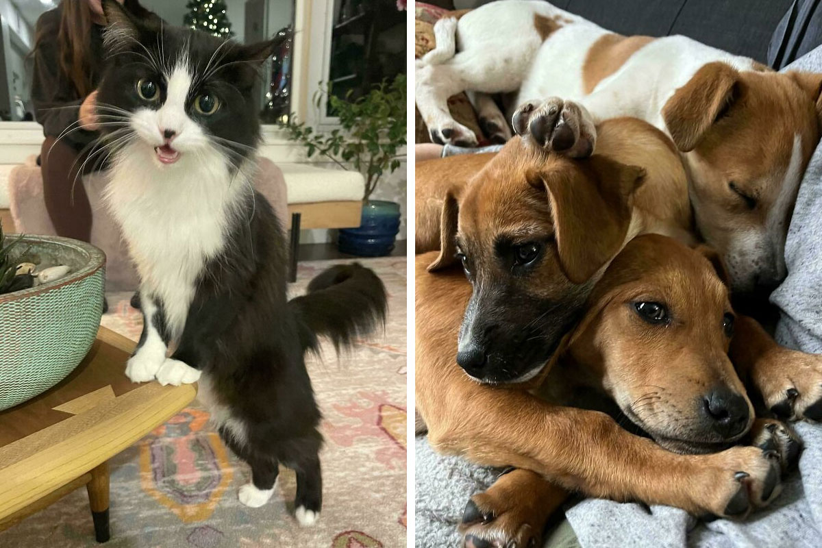 50 Wholesome Pics Of Pets Who Will Not Have To Be Alone Ever Again ...