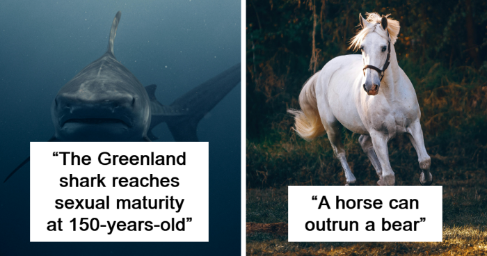 30 Cool And Interesting Animal Facts That People Didn’t Learn At School ...