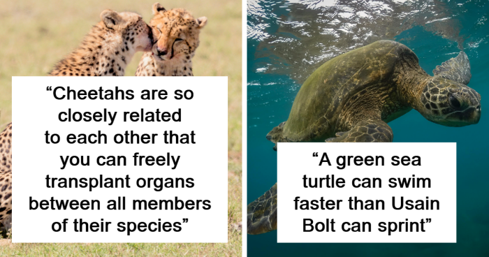 30 Cool And Interesting Animal Facts That People Didn’t Learn At School ...