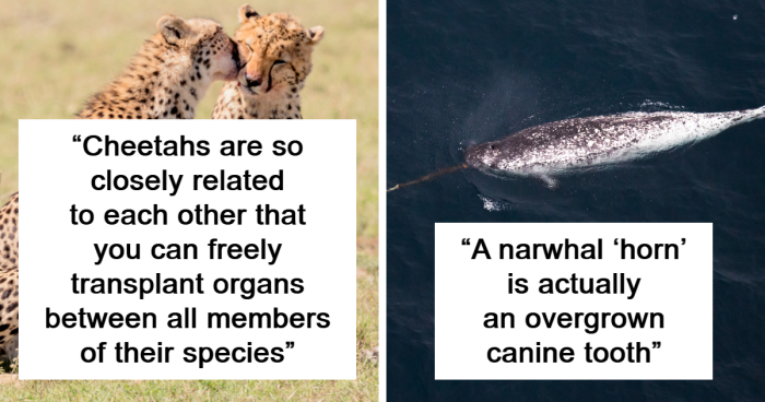 30 Cool And Interesting Animal Facts That People Didn’t Learn At School ...
