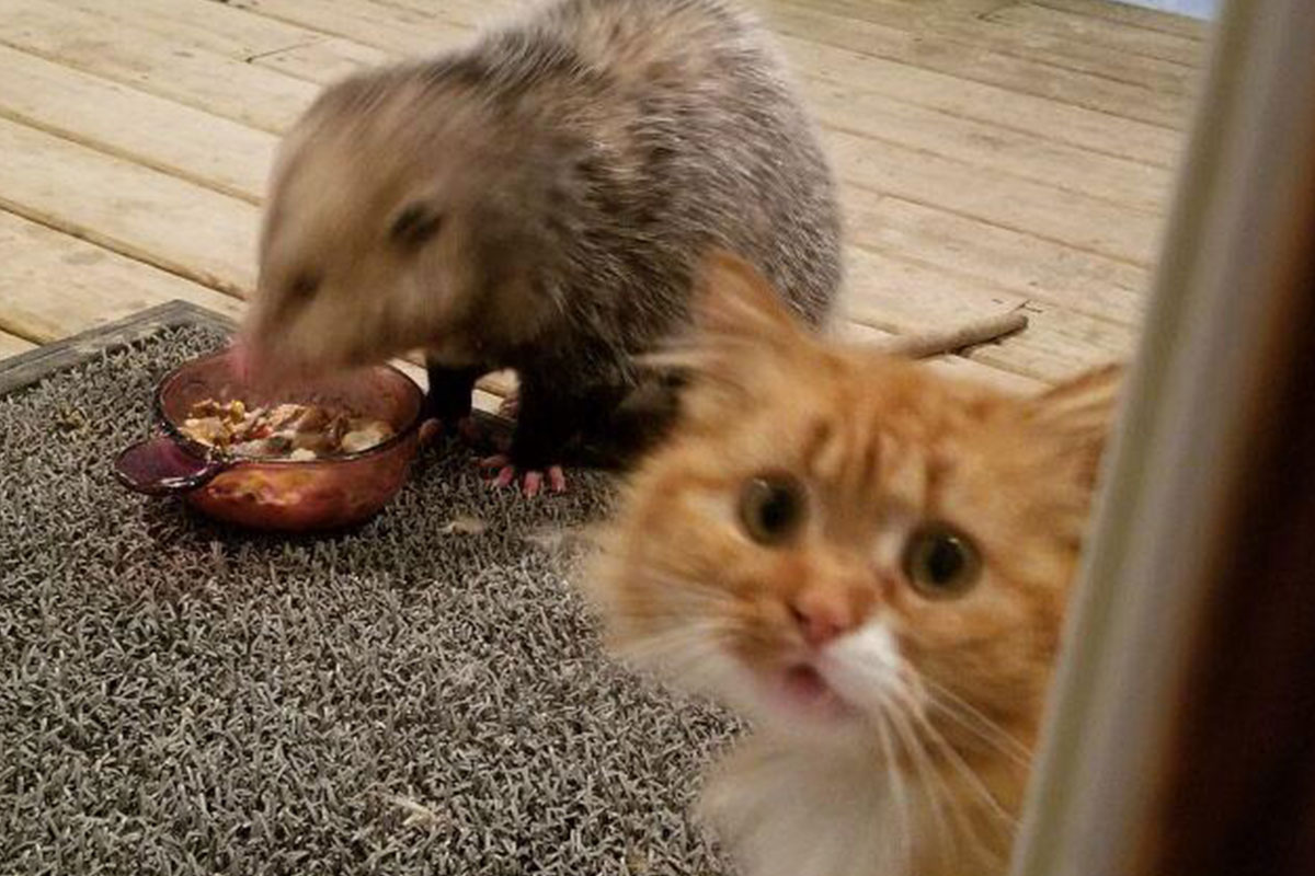 This Twitter Page Is Dedicated To Mischievous Animals And Here Are 50 ...