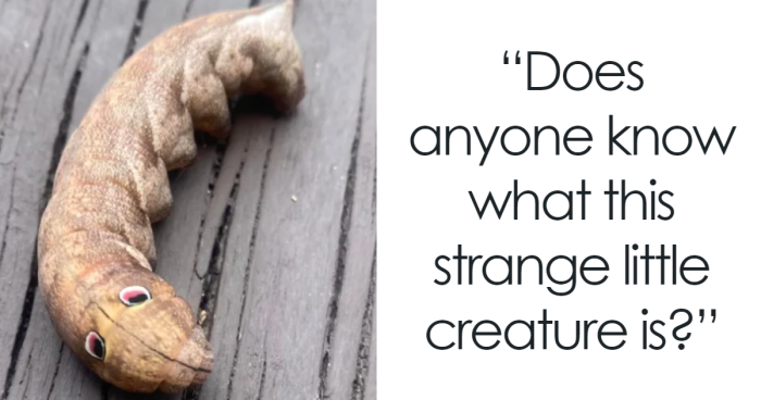 Internet Sleuths Help Woman Figure Out What The Googly-Eyed Creature In ...