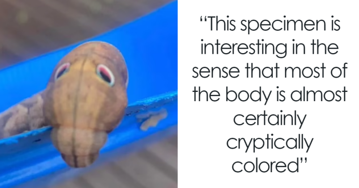 Internet Sleuths Help Woman Figure Out What The Googly-Eyed Creature In ...