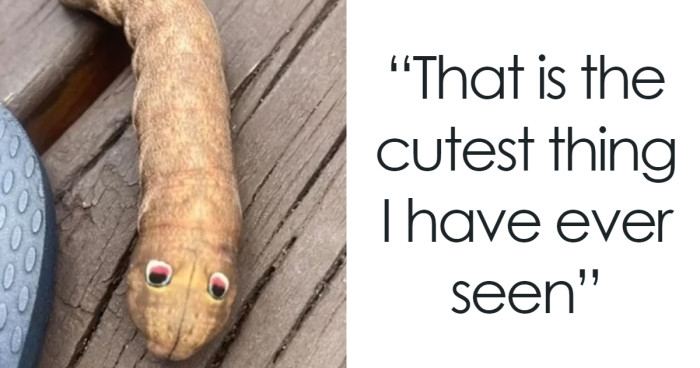 Internet Sleuths Help Woman Figure Out What The Googly-Eyed Creature In ...