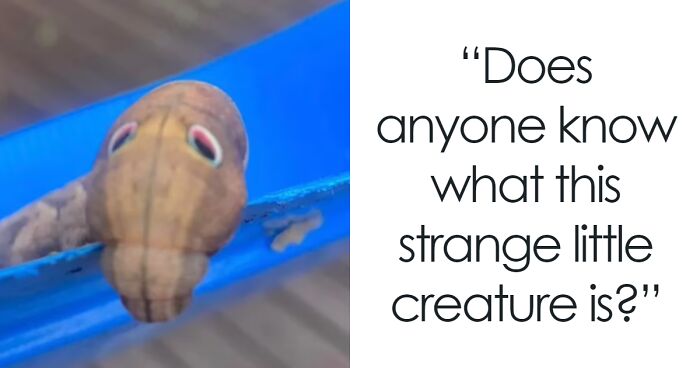 Internet Sleuths Help Woman Figure Out What The Googly-Eyed Creature In ...