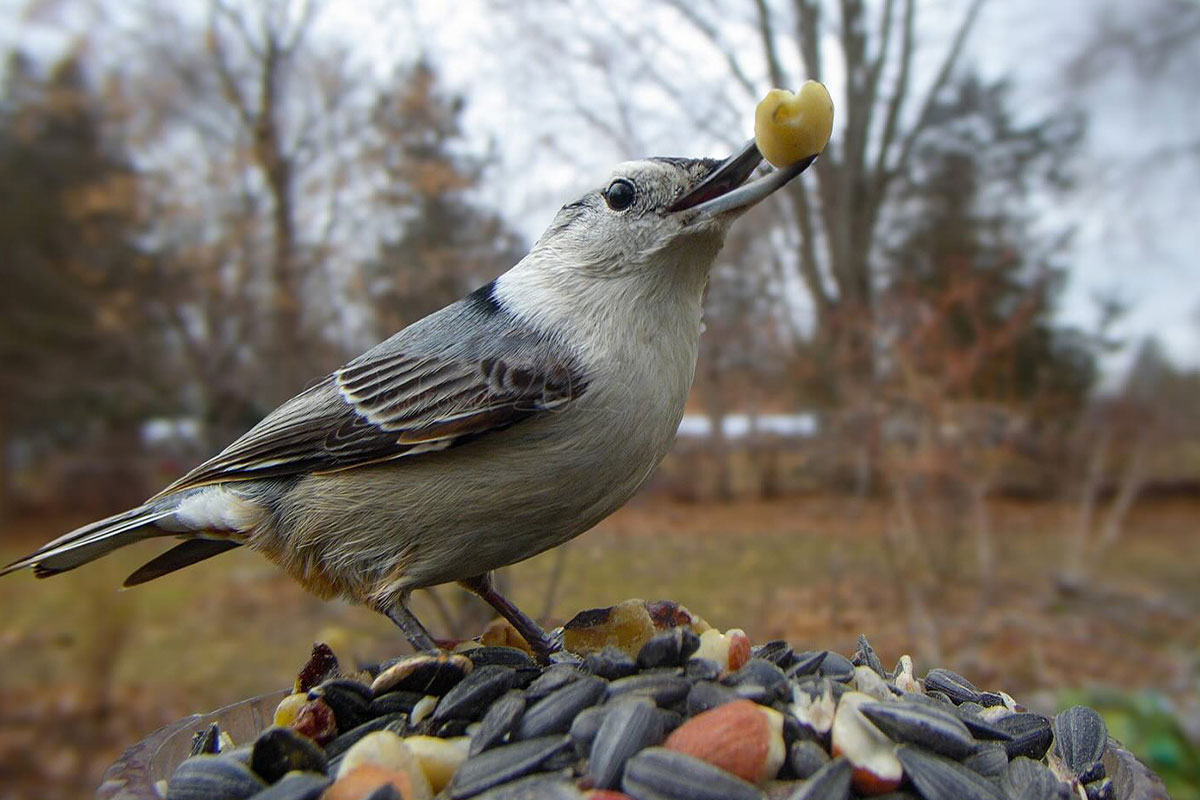 Woman Put a Camera On Bird Feeder In Her Yard, Here Is What It Has ...