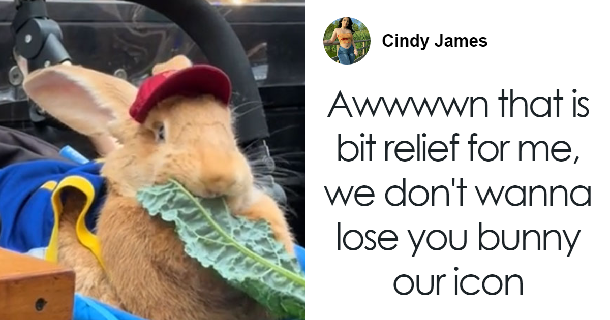 Meet the 30-Pound Bunny Rescued From A Slaughterhouse Who’s Now An ...