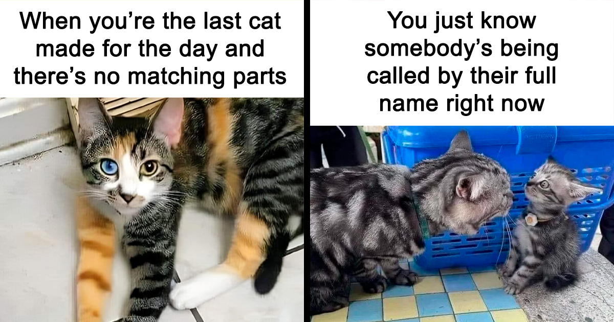 Overly Attached Cat Meme