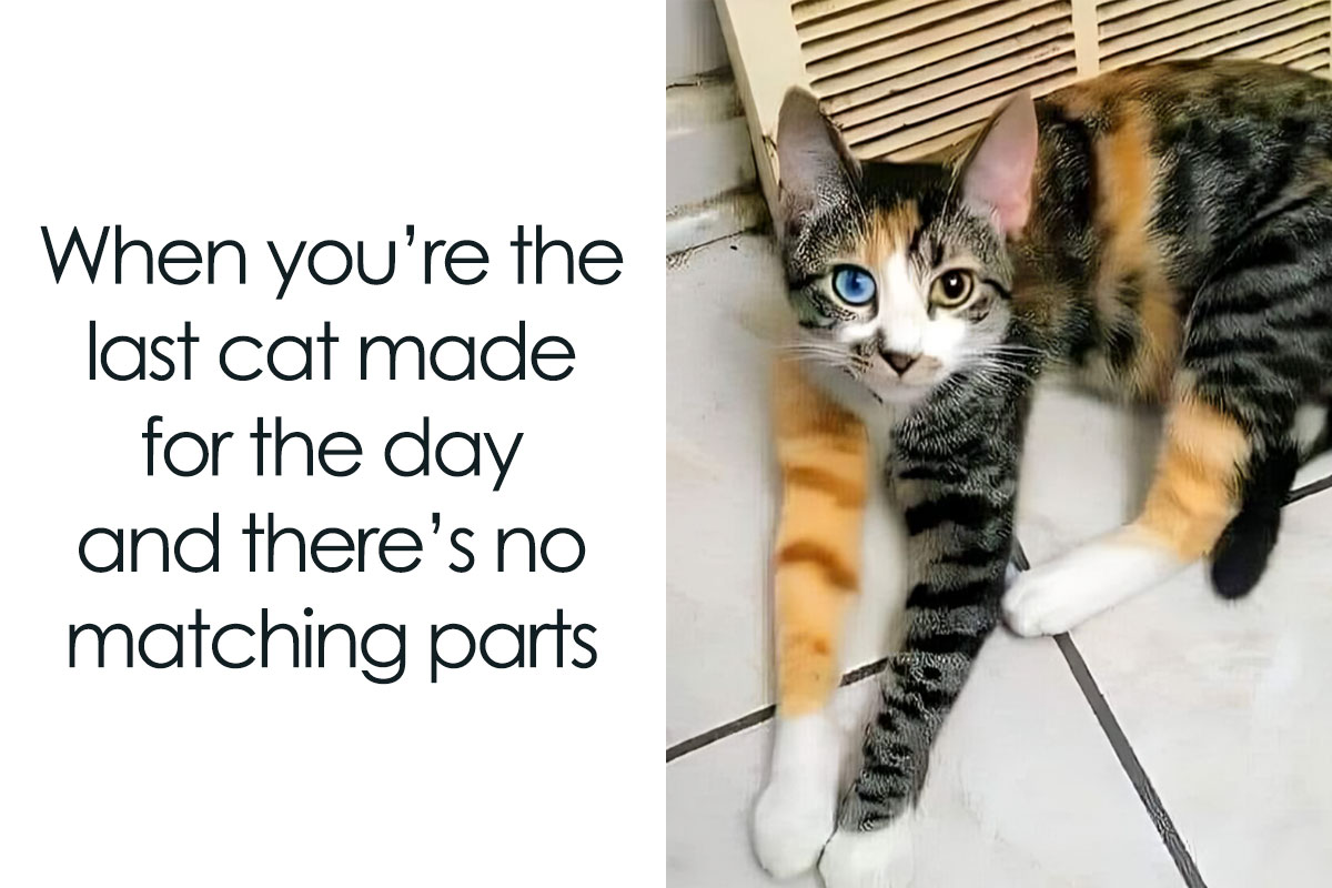 Cat Face Meme Explained Infoupdate Cat Face Meme Explained Infoupdate