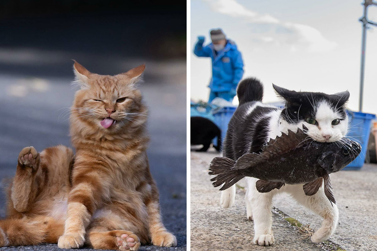 50 Captivating Images By Masayuki Oki Celebrating The Quirky And ...