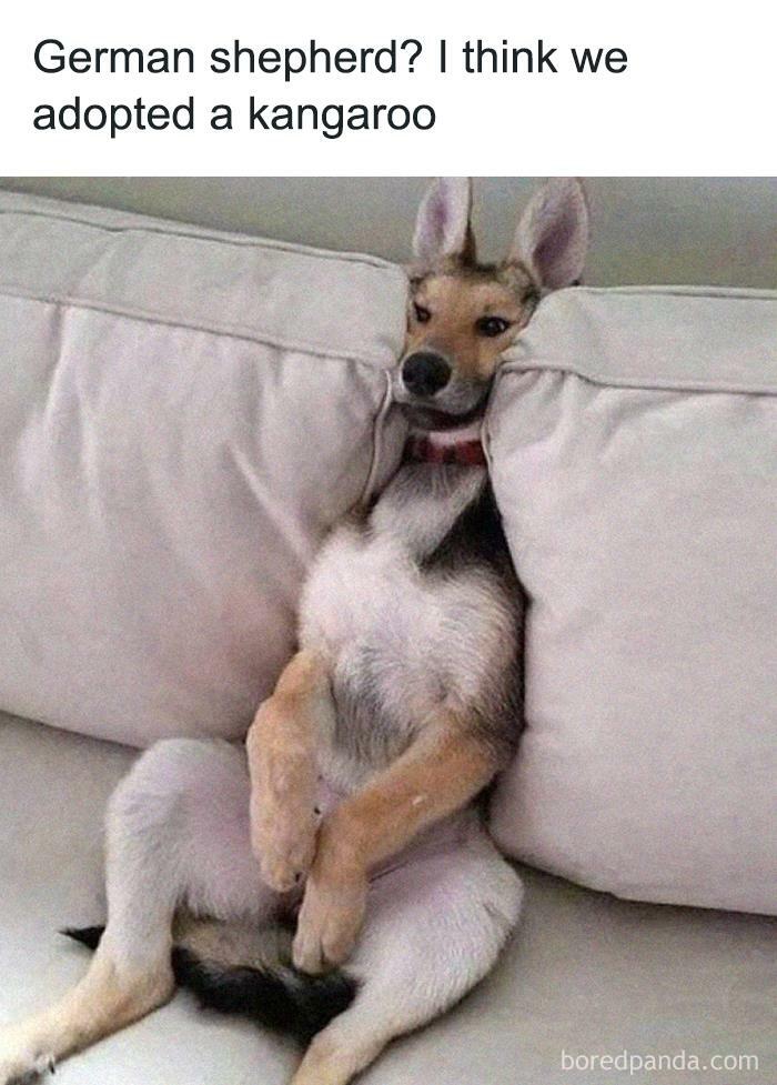 63 Funny Animal Memes That Prove Pets Are The Ultimate Comedians 63 Funny Animal Memes That Prove Pets Are The Ultimate Comedians