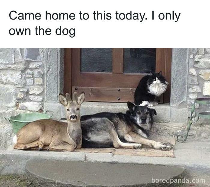63 Funny Animal Memes That Prove Pets Are The Ultimate Comedians 63 Funny Animal Memes That Prove Pets Are The Ultimate Comedians