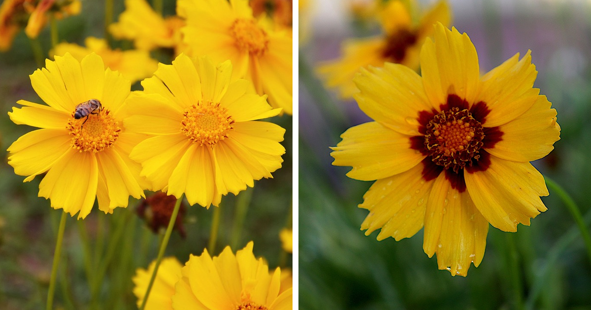 Coreopsis is Your Go-to Flower for Vibrant Outdoor Spaces (Here’s Why ...